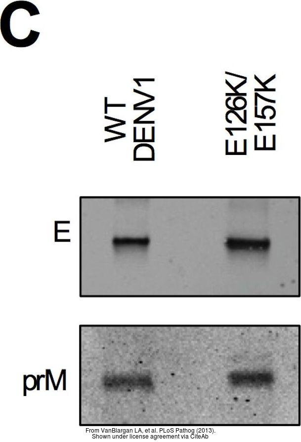 Dengue virus prM protein抗体 (GTX128093) | GeneTex中国官方网站