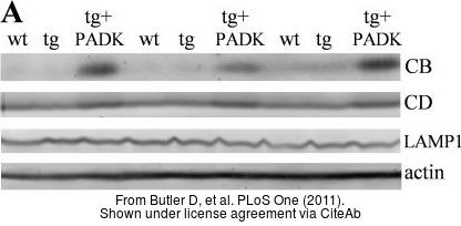 LAMP1抗体 [Ly1C6] (GTX13523) | GeneTex中国官方网站