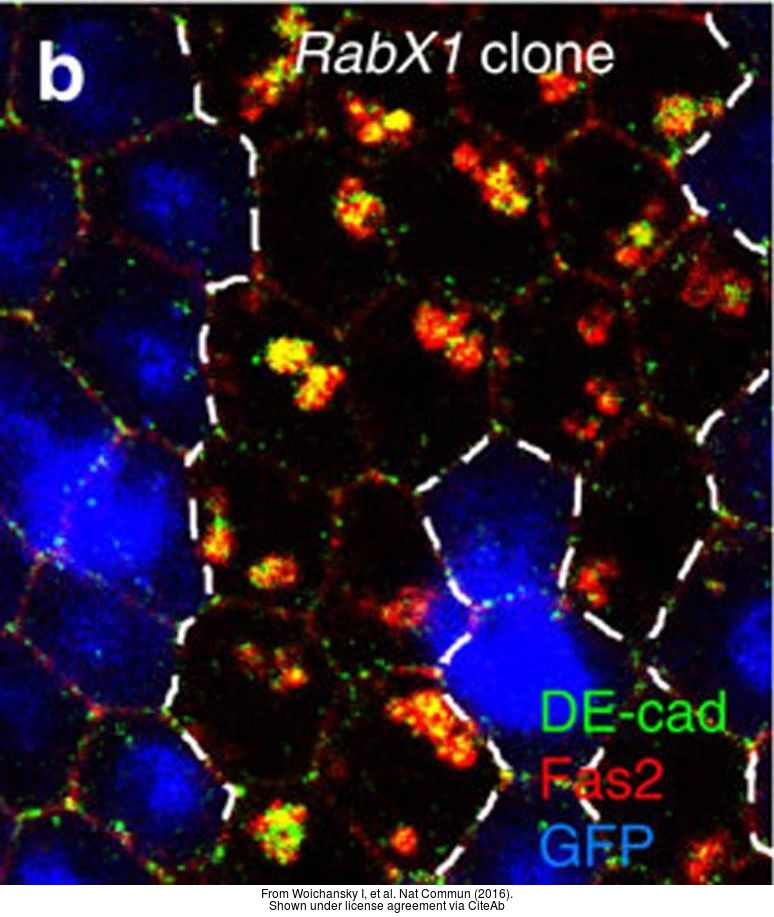 GFP抗体 (FITC) (GTX26662) | GeneTex中国官方网站