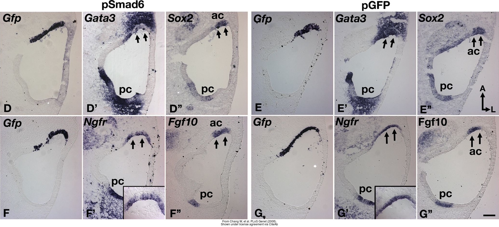 GFP抗体 (FITC) (GTX26662) | GeneTex中国官方网站