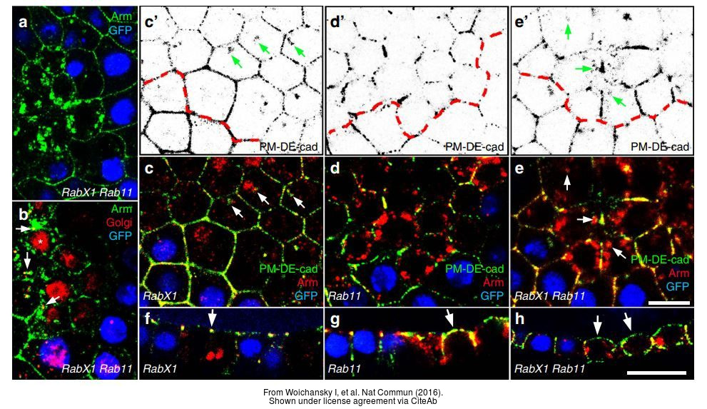 GFP抗体 (FITC) (GTX26662) | GeneTex中国官方网站