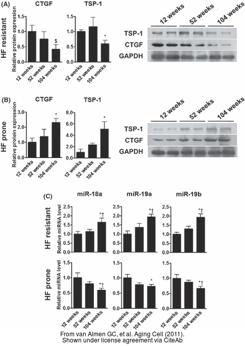 CTGF抗体 (GTX26992) | GeneTex中国官方网站