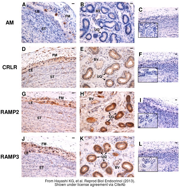 Rabbit IgG 同型对照 (GTX35035) | GeneTex中国官方网站