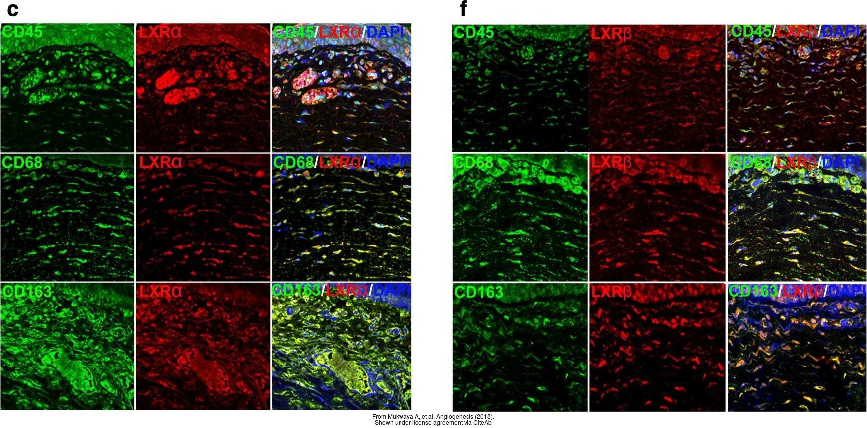 CD68抗体 [ED1] (GTX41868) | GeneTex中国官方网站