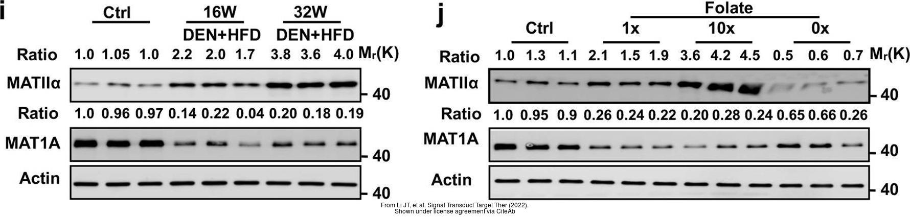 MAT2A抗体 [AT3A2] (GTX50027) | GeneTex中国官方网站