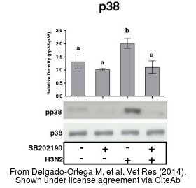 p38 MAPK抗体 (GTX50566) | GeneTex中国官方网站