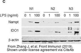 IDO1抗体 [10.1] (GTX54075) | GeneTex中国官方网站
