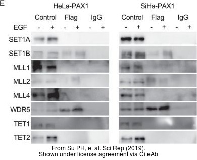 TET1抗体 [GT1462] (GTX627420) | GeneTex中国官方网站