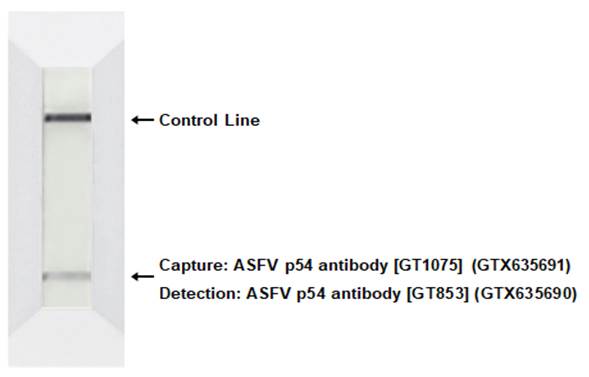 ASFV p54抗体 [GT853] (GTX635690) | GeneTex中文官方网站