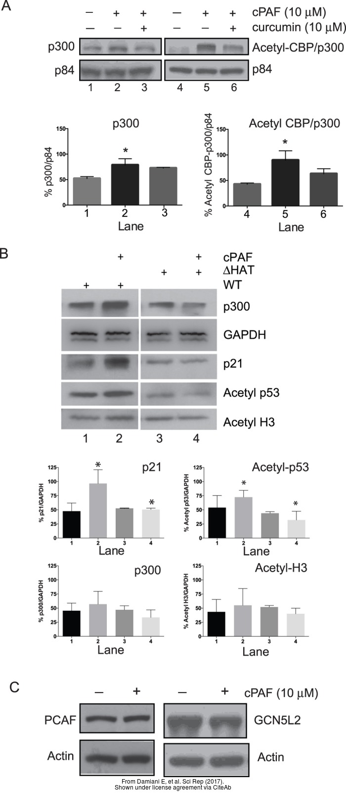 Nuclear Matrix Protein p84抗体 [5E10] (GTX70220) | GeneTex中国官方网站