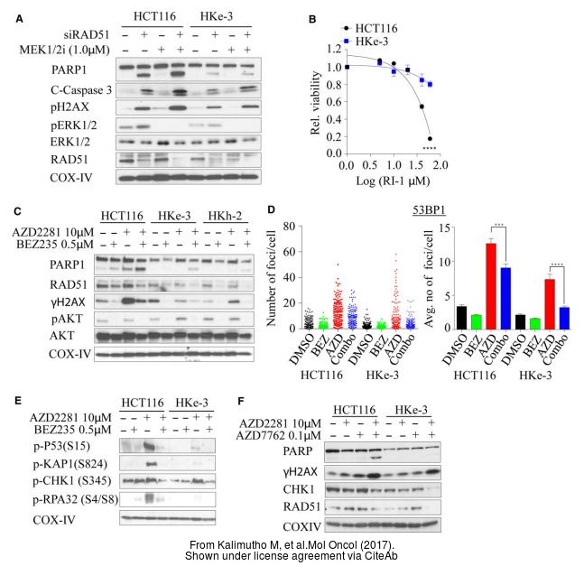 Rad51抗体 [14B4] (GTX70230) | GeneTex中国官方网站