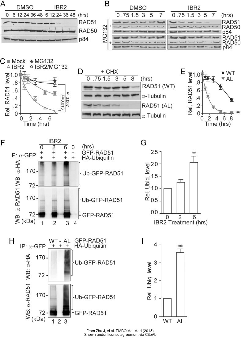 Rad51抗体 [14B4] (GTX70230) | GeneTex中国官方网站