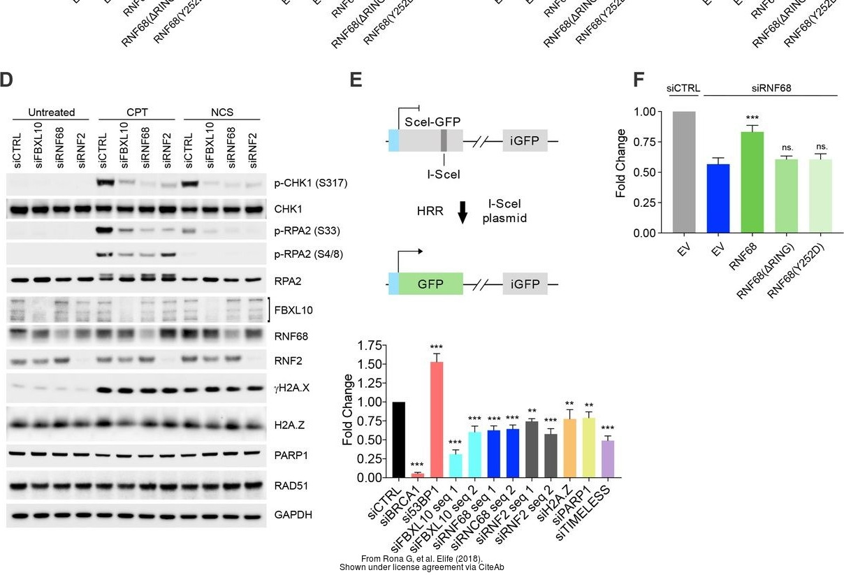 Rad51抗体 [14B4] (GTX70230) | GeneTex中国官方网站