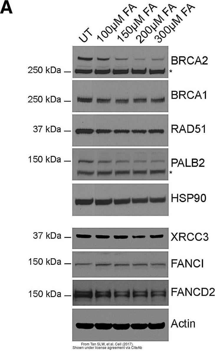 Rad51抗体 [14B4] (GTX70230) | GeneTex中国官方网站