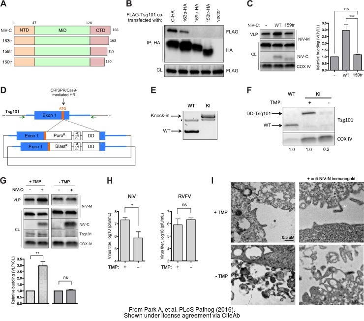 TSG101抗体 [4A10] (GTX70255) | GeneTex中国官方网站