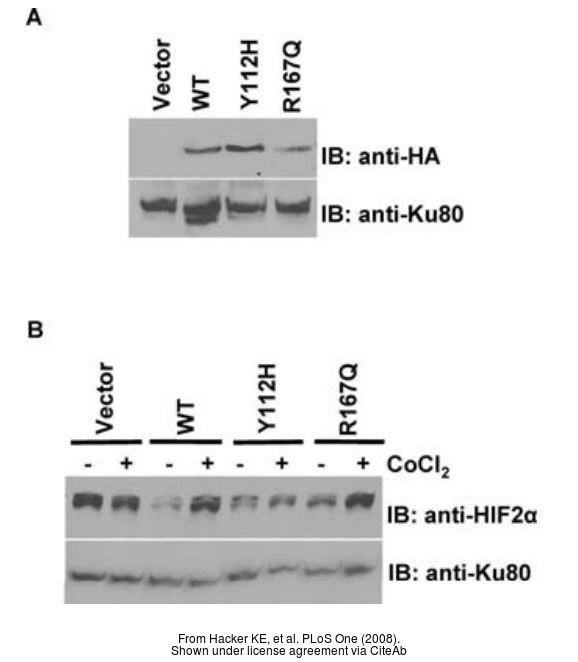 Ku80抗体 (GTX70485) | GeneTex中国官方网站