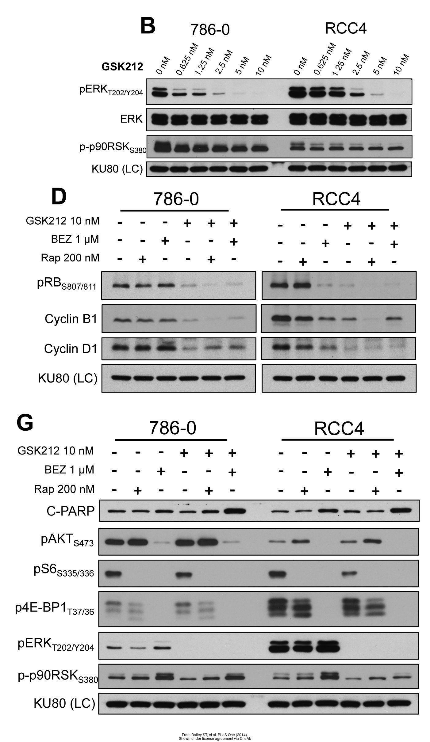 Ku80抗体 (GTX70485) | GeneTex中国官方网站