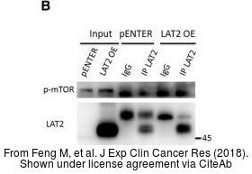 SLC7A8抗体 [5A9] (GTX83618) | GeneTex中国官方网站