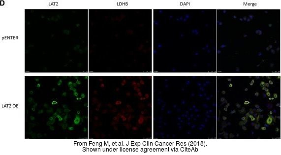 SLC7A8抗体 [5A9] (GTX83618) | GeneTex中国官方网站