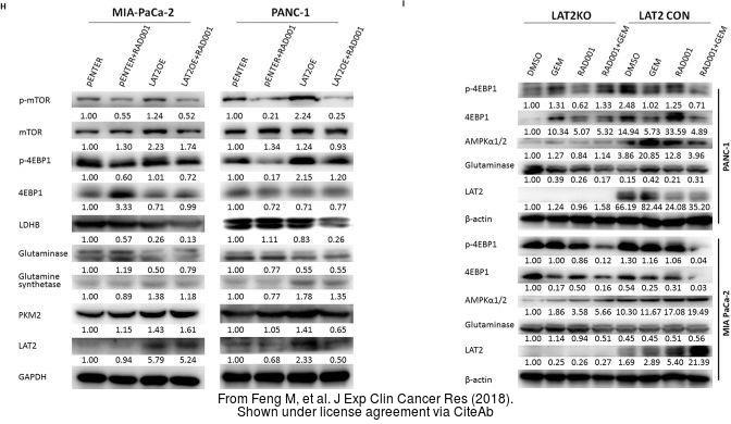 SLC7A8抗体 [5A9] (GTX83618) | GeneTex中国官方网站