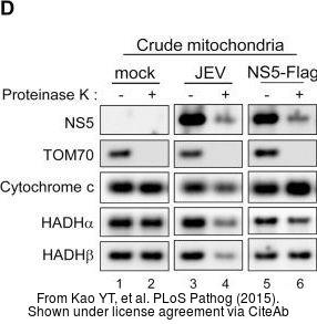 TOM70抗体 (GTX85353) | GeneTex中国官方网站