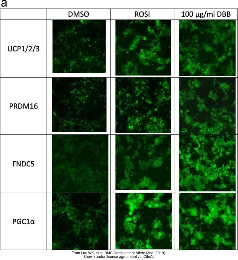 PGC1 alpha抗体, Internal (GTX89046) | GeneTex中国官方网站
