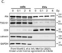 TSG101抗体 [4A10] (GTX70255) | GeneTex中国官方网站