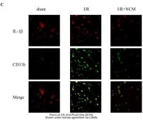 CD11b抗体 [OX-42] (GTX76060) | GeneTex中国官方网站